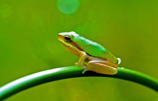 Infowars sued by popular cartoon creator for copyright infringement ...